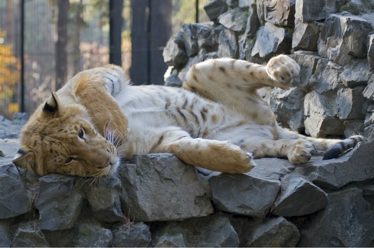 Conoce a Zar, el bebé ligre hijo de un león y una tigresa