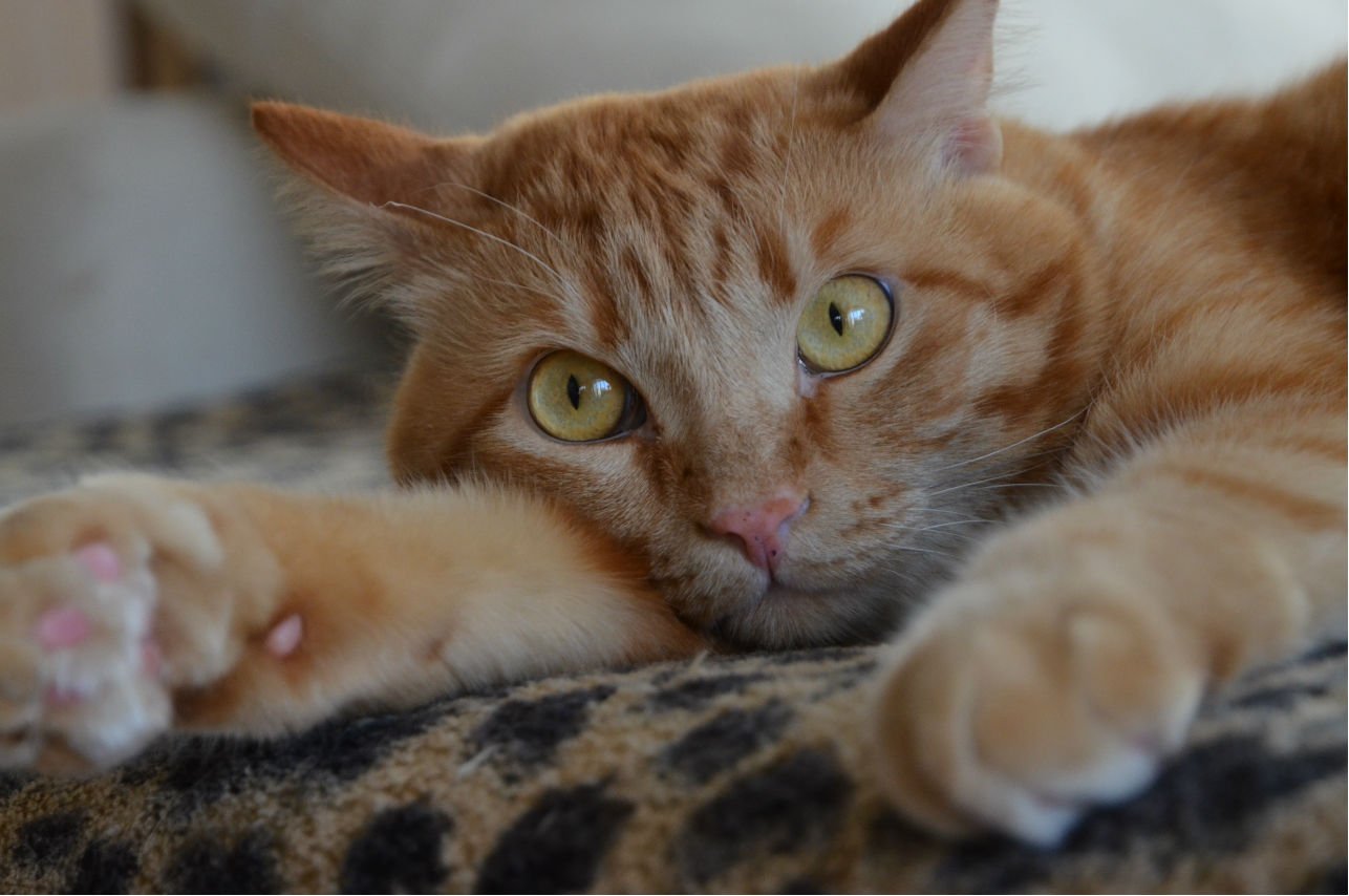 Manny, el gato que conquista Instagram con selfies