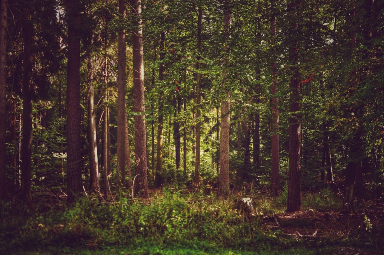 ¿Cuál es el bosque más bonito del mundo?
